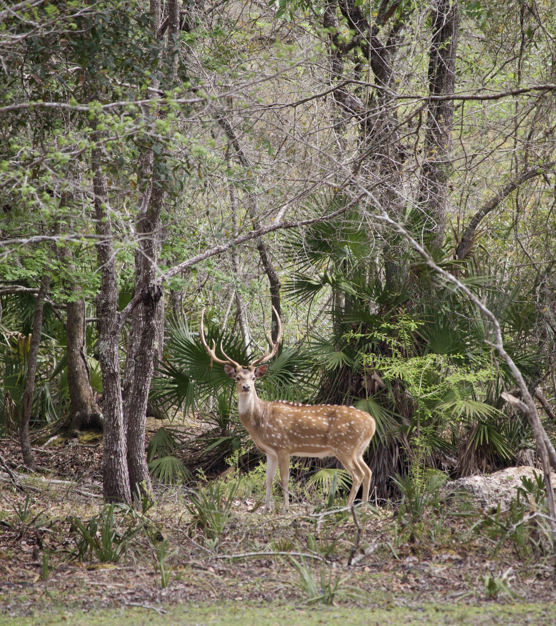 Florida Hunts - Woods to Water Preserve | Florida Hunting Preserve